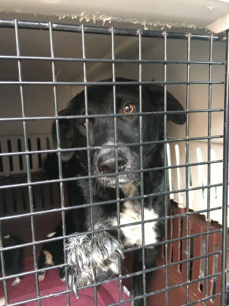 Programs - Tails Humane Society - Dekalb IL