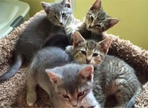 Tails Humane Society - Dekalb IL