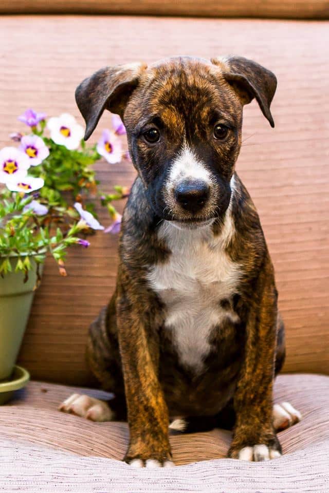 Foster Program - Tails Humane Society - Dekalb IL