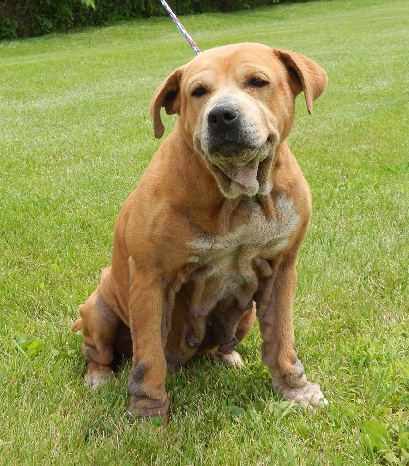 Foster Program - Tails Humane Society - Dekalb IL