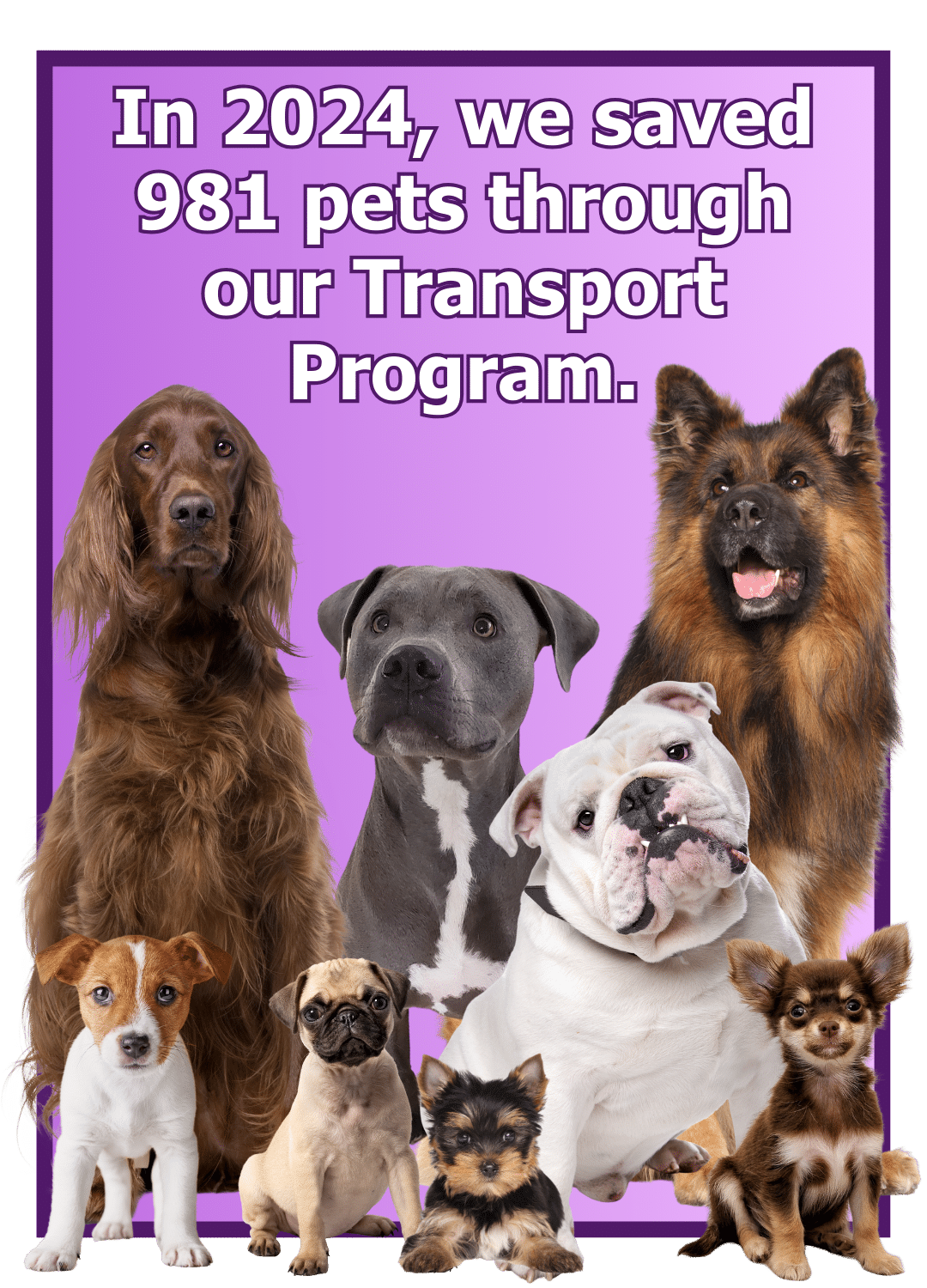Programs - Tails Humane Society - Dekalb IL